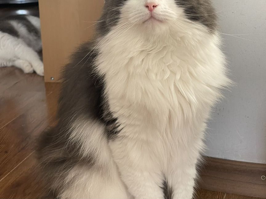 Котик Кузя