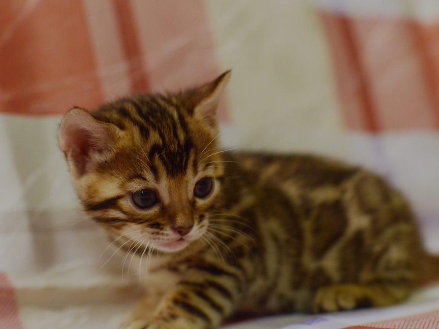 Бенгалы розетка на золоте и меланисты