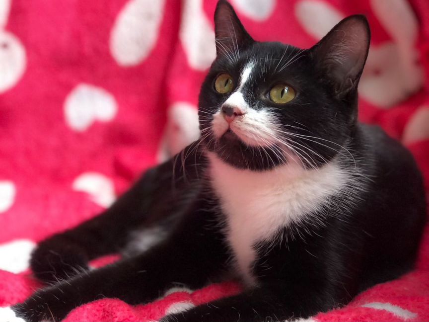 Дюма кошечка подросток