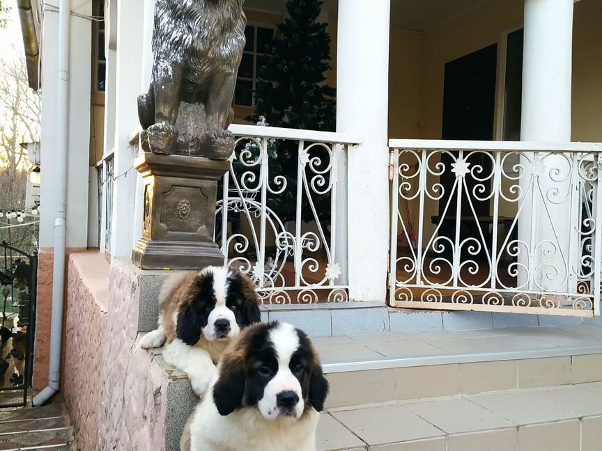 Бетховен щенки