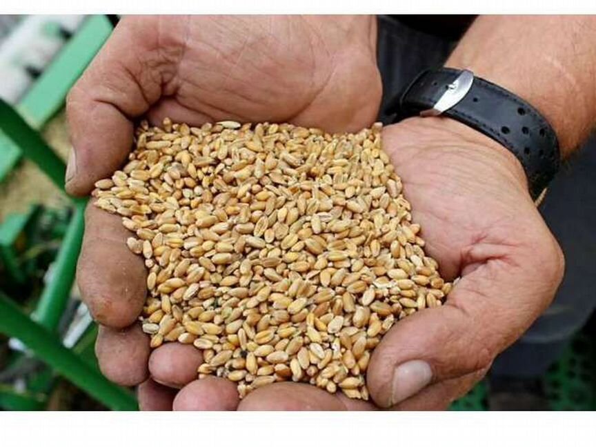 Продам зерно, ячмень, пшеницу