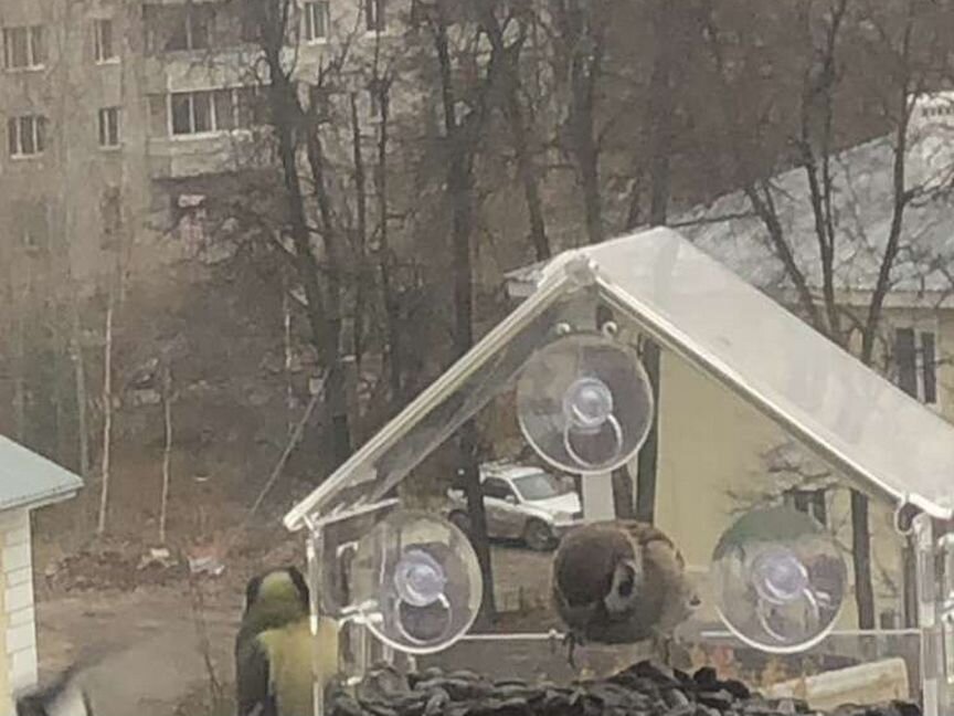 Кормушка для птиц прозрачная