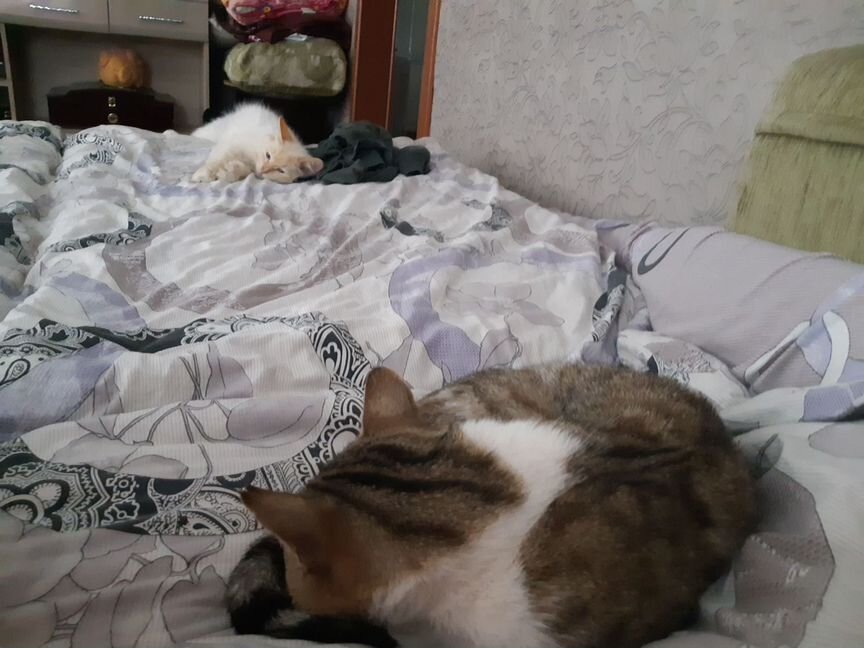 Кот По имени Яша