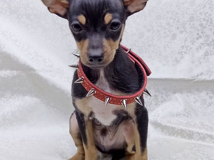 Тойчик мальчишка