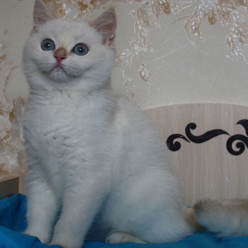 Золотой котёнок