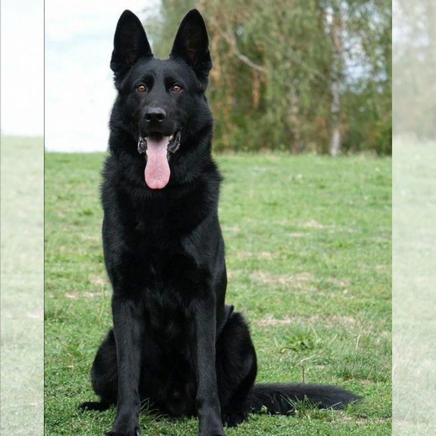 Немецкая овчарка, взрослый пёс