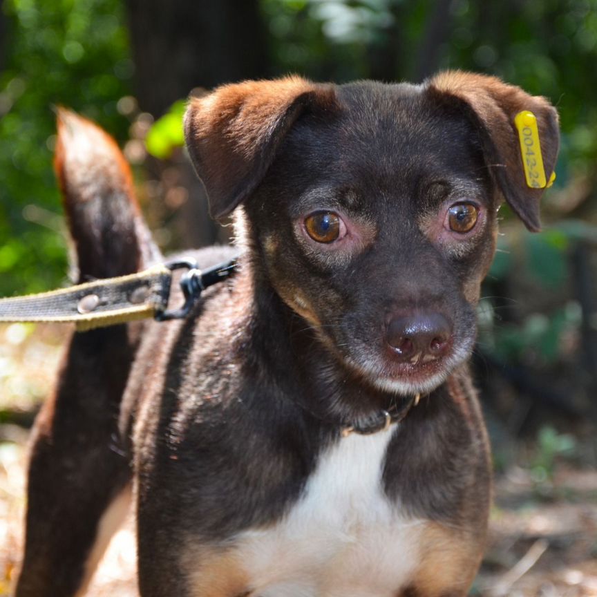 Маленькие собачки в добрые руки