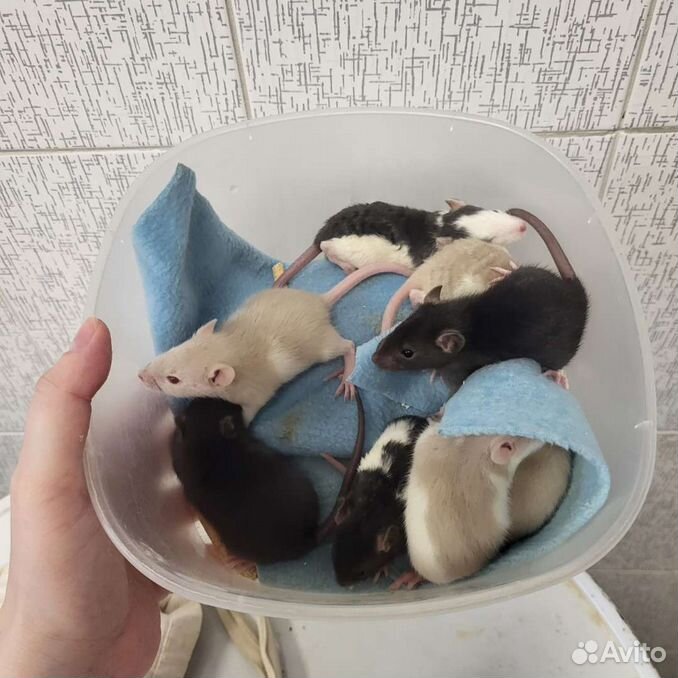 Крысята девочки