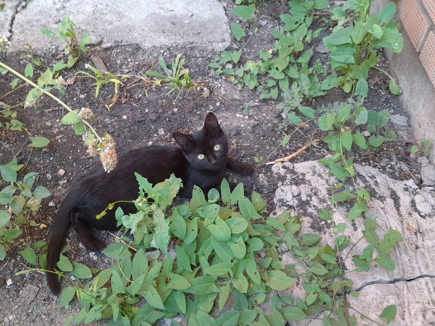 Котята в добрые руки бесплатно