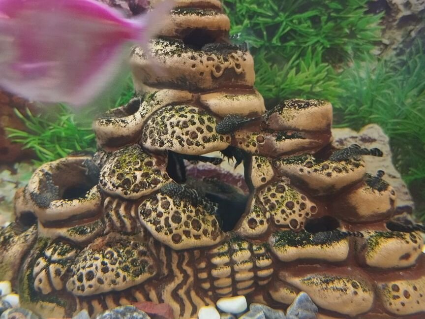 Сомики анциструса