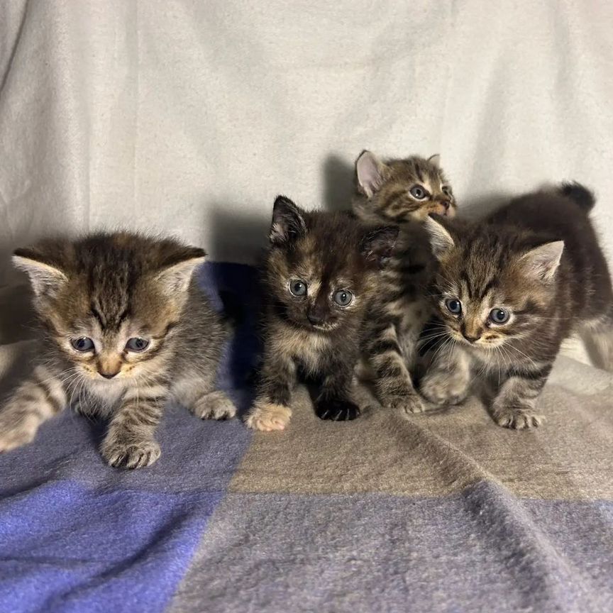 Курильский бобтейл короткошёрстный котёнок