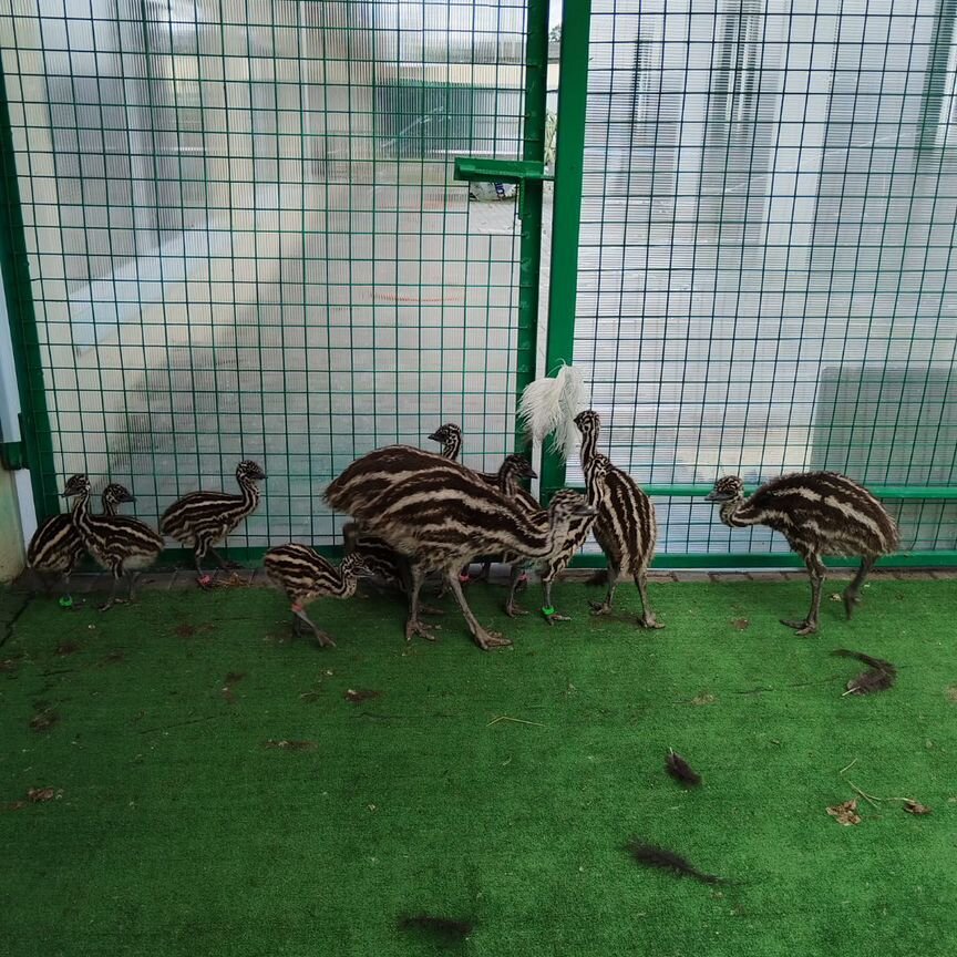 Птенцы страусов, яйцо