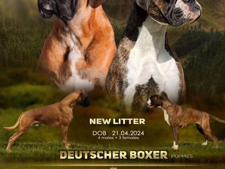 Щенки немецкого боксера