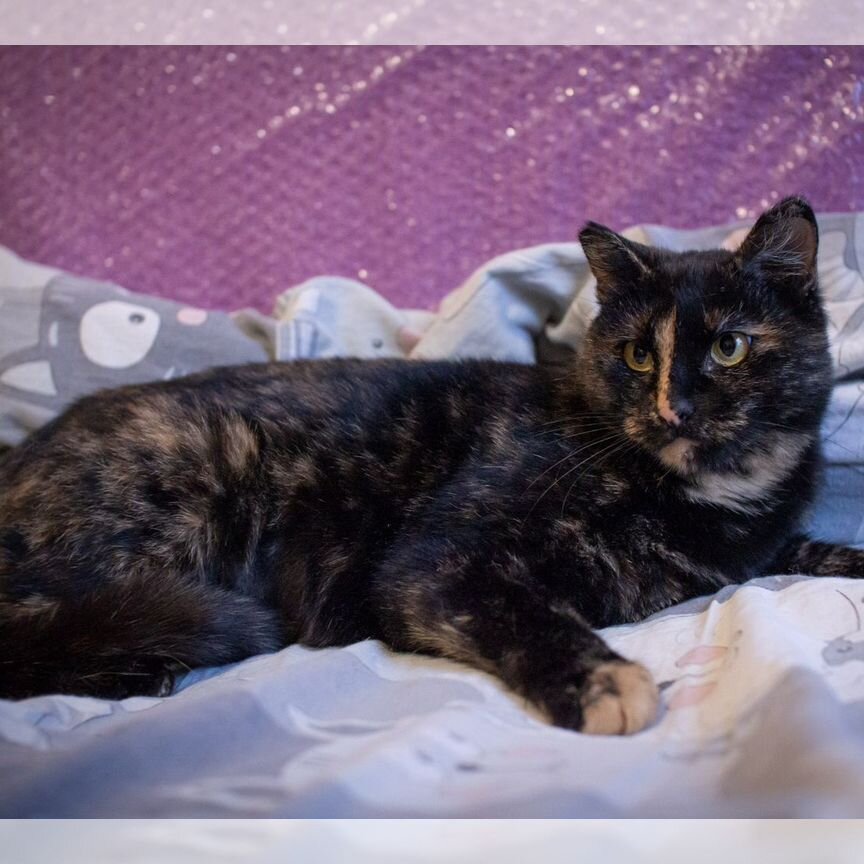 Черепаховая кошечка в добрые руки