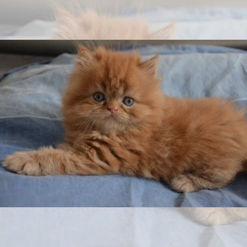 Персидский котёнок
