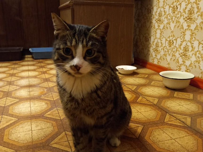 Дядя Федя котик