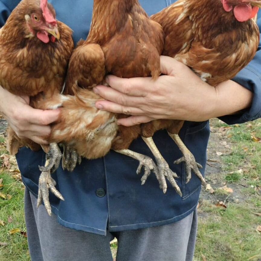 Куры несушки продам