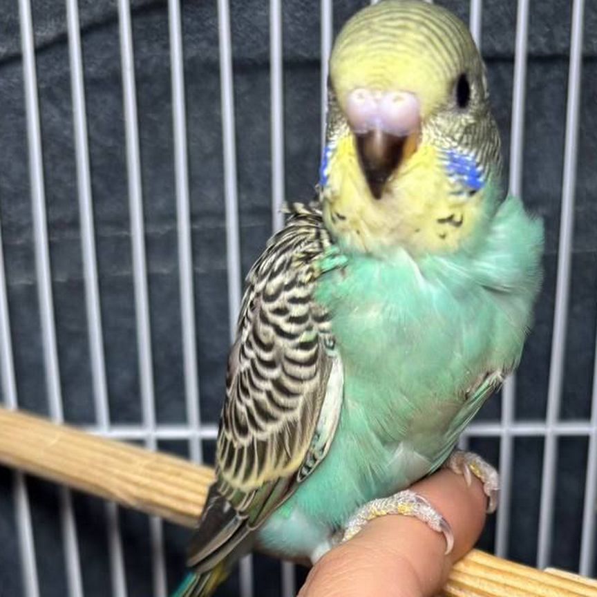 Волнистые попугаи. Птенцы из гнезда