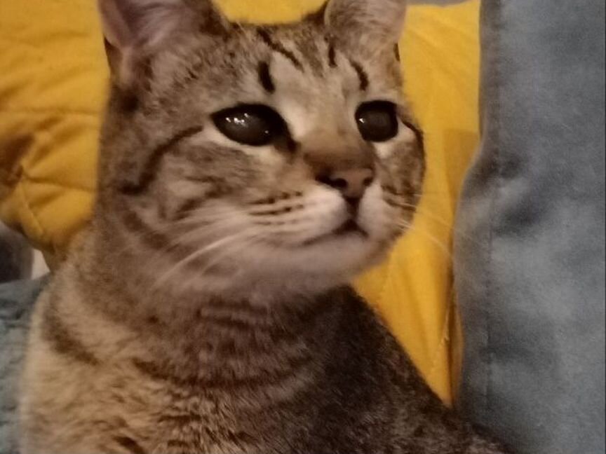Особенная кошечка