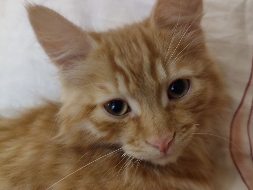 Рыжий котик