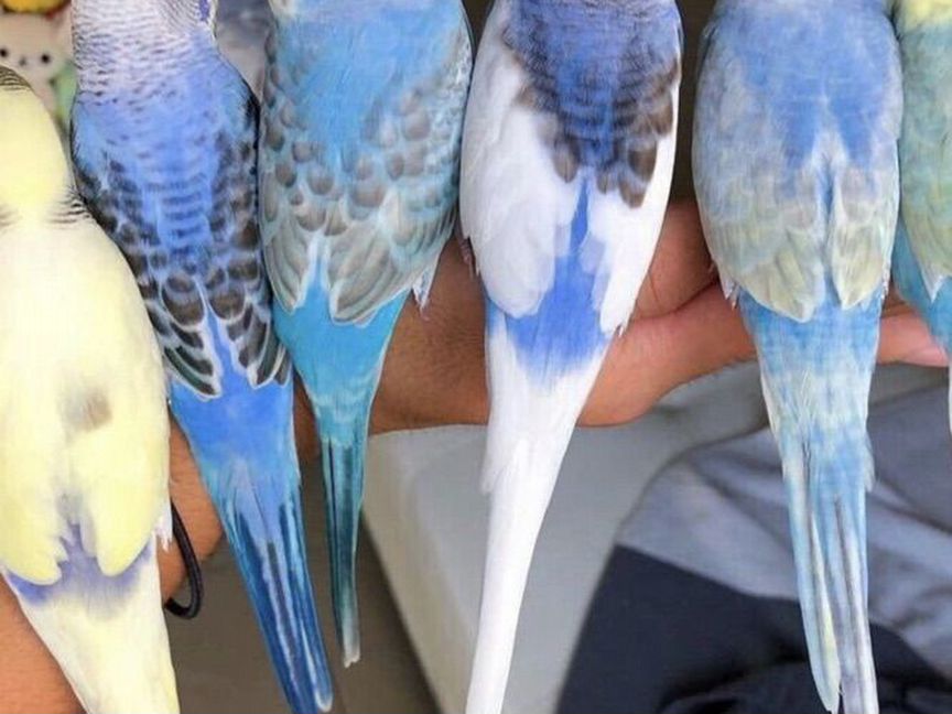 Продаются попугаи