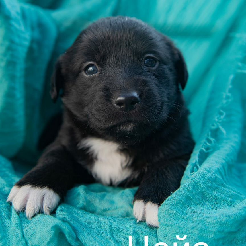 Щенок в добрые руки бесплатно