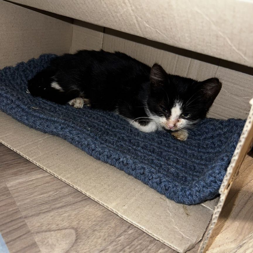 Котенок в добрые руки, требует ухода