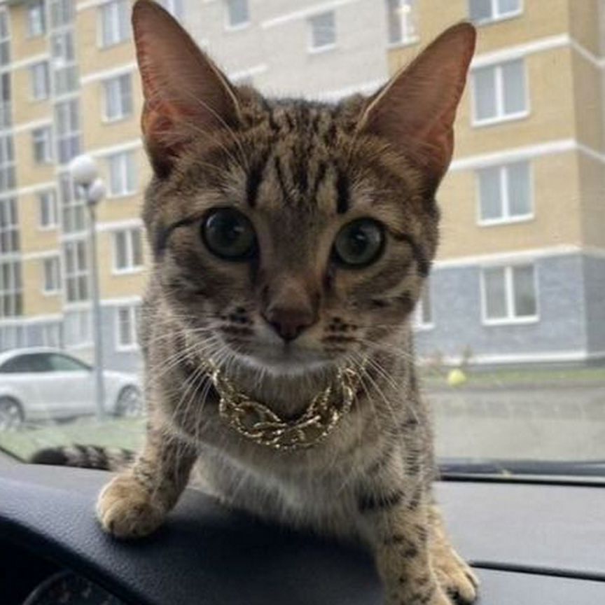 Бенгальские кошечка бесплатно