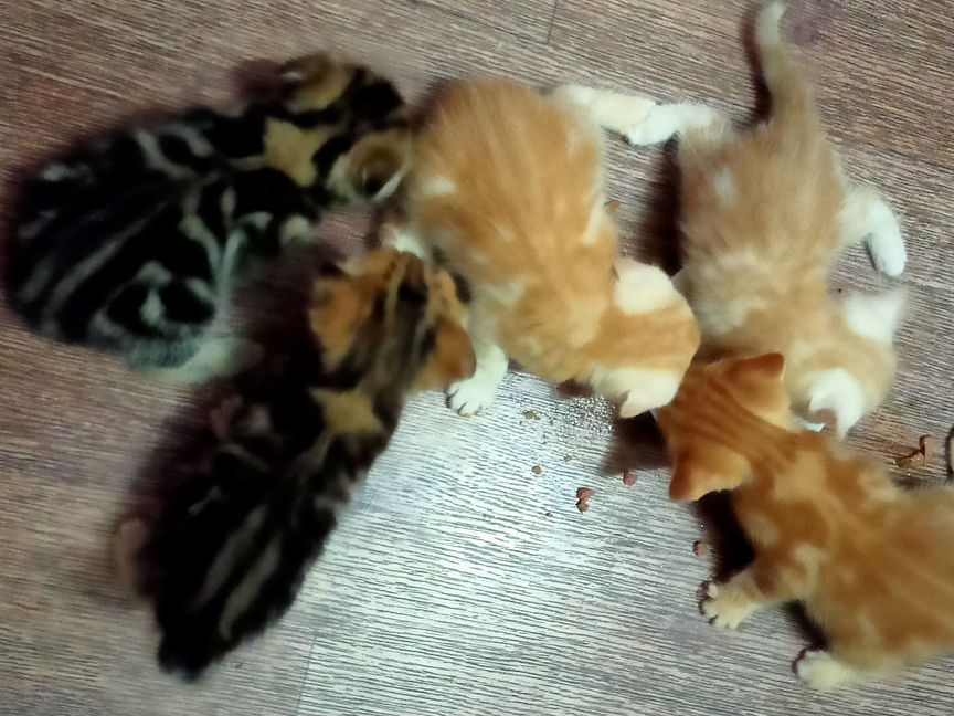 Шотландские вислоухие