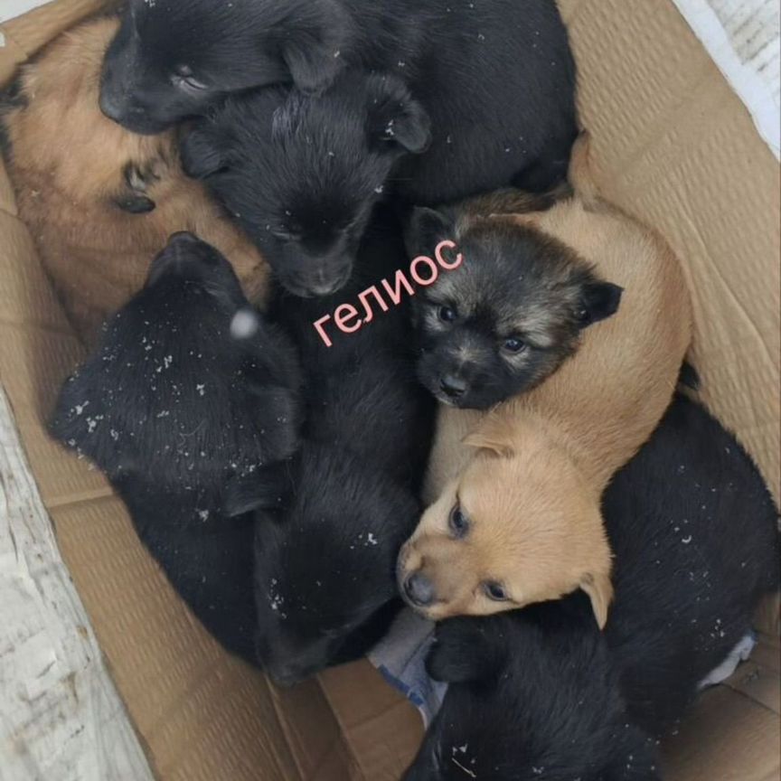 Щенки в добрые руки бесплатно