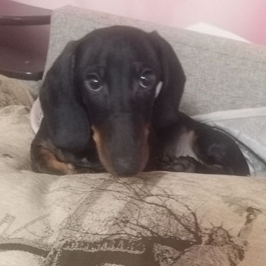 Такса, щенок