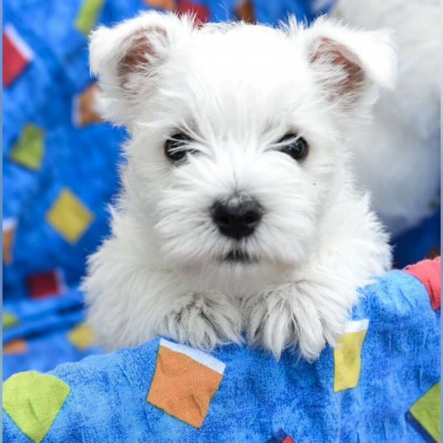 Продам элементного щенка