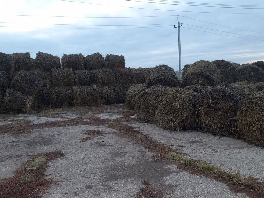 Сено суданка