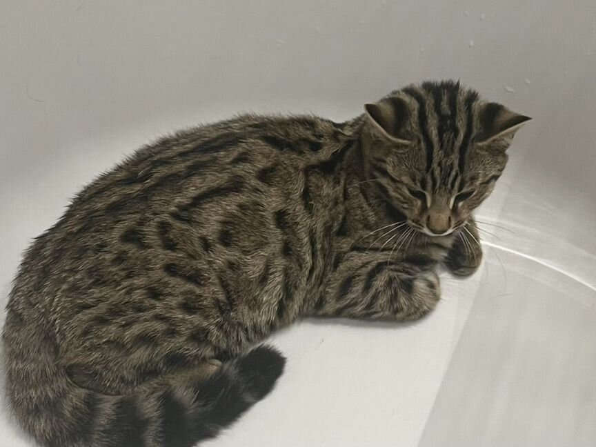 Кот длк Ф1