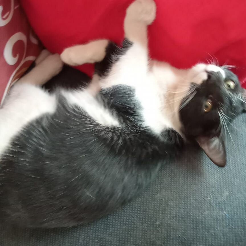 Котенок ласковый красавчик