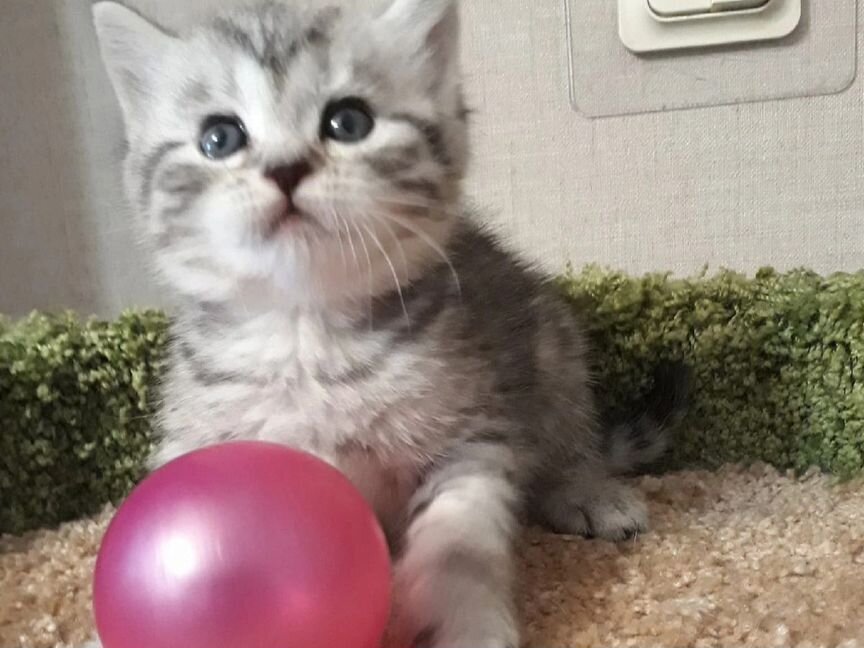 Изумительные котята окрас шиншилла