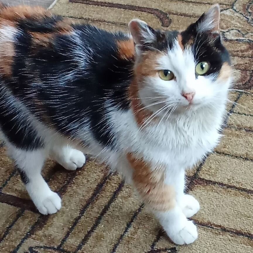 Взрослая, Девочка кошка в добрые руки