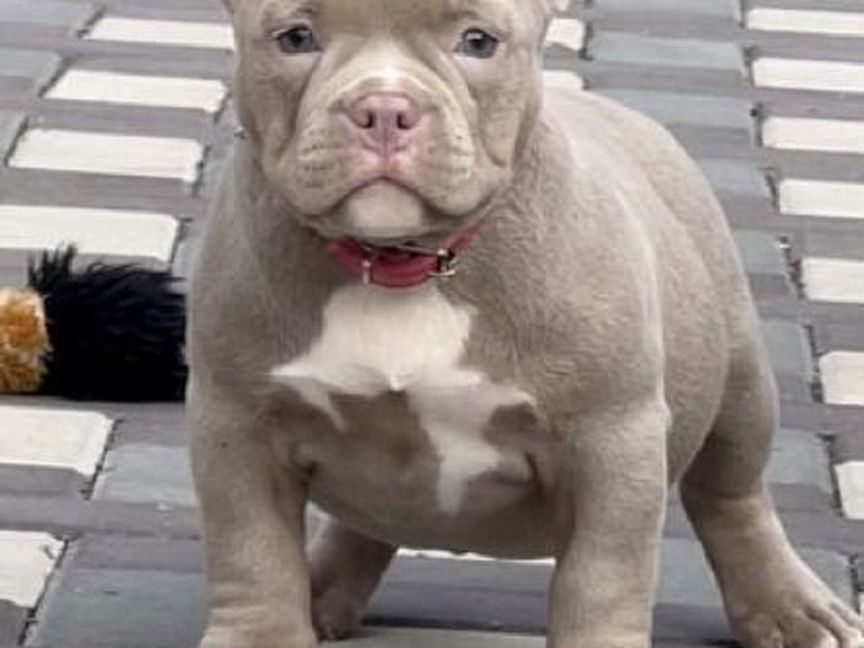 Само очарование девочка Американский булли