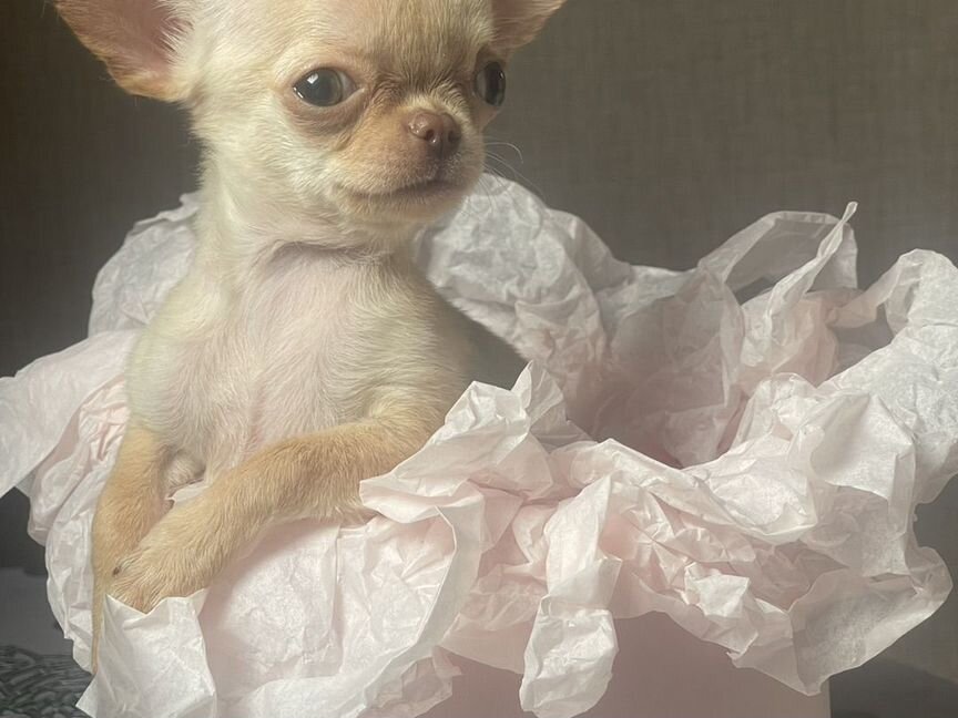 Элитная девочка чихуахуа