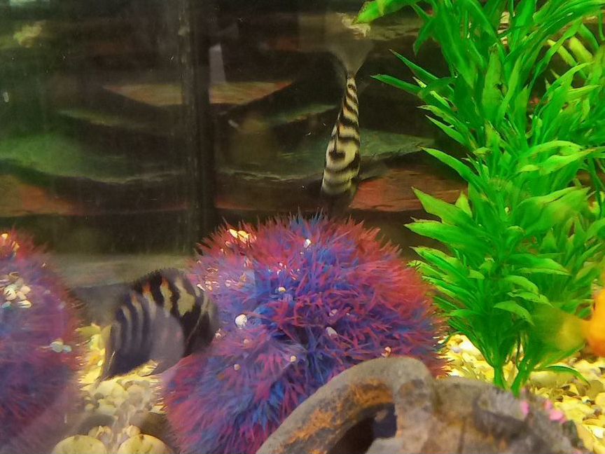 Аквариумные рыбки