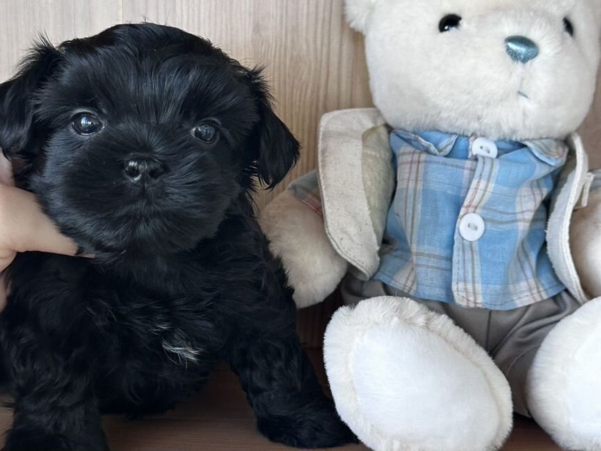 Черные жемчужинки мальтипу Корея и Китай