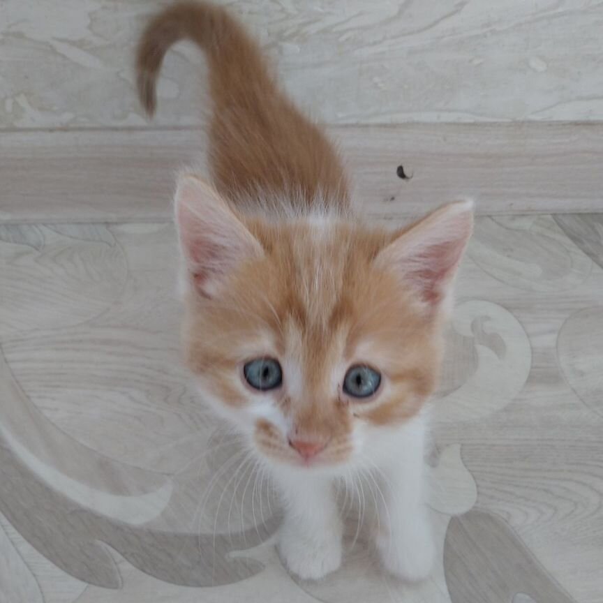 Отдам котят в добрые руки