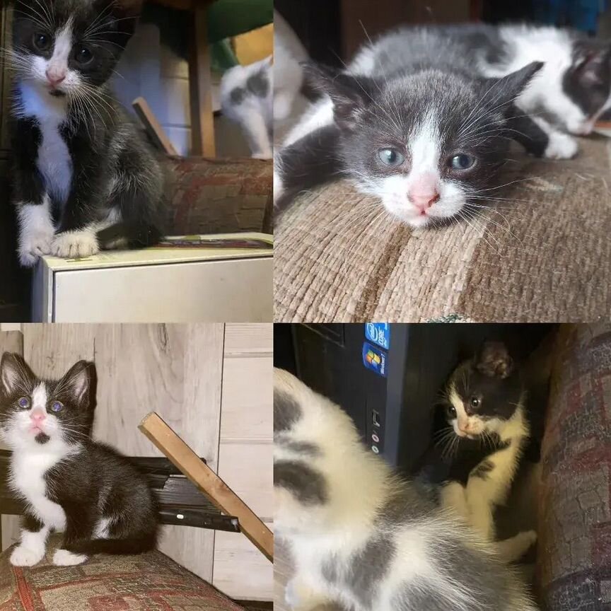 Котёнок в добрые руки
