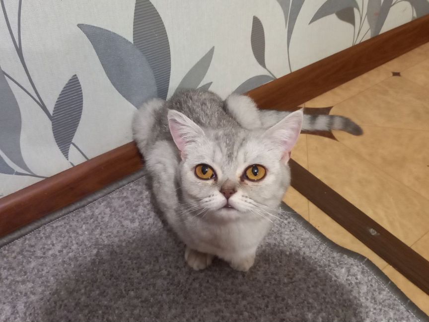 Британская кошка