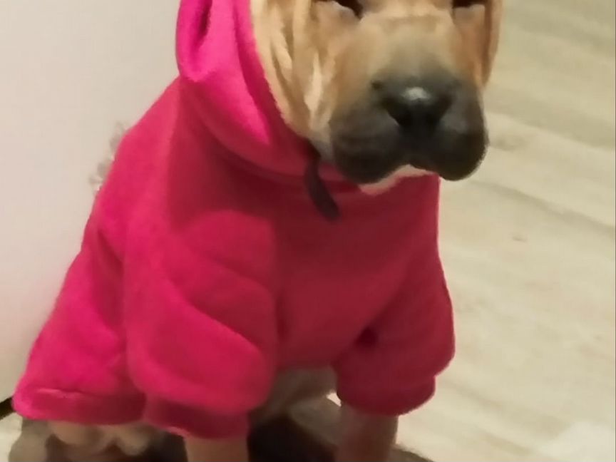 Мальчик шарпей