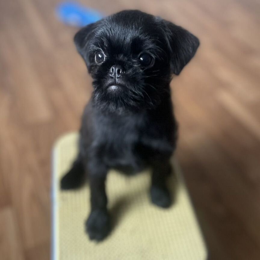 Бельгийский гриффон, щенок