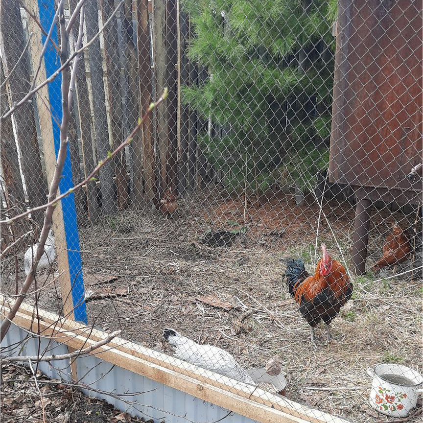 Куры петухи