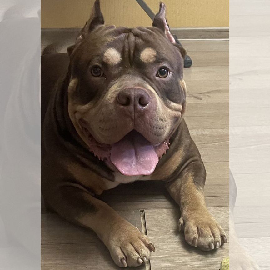 Собака актёр(Американский булли), фотосессия