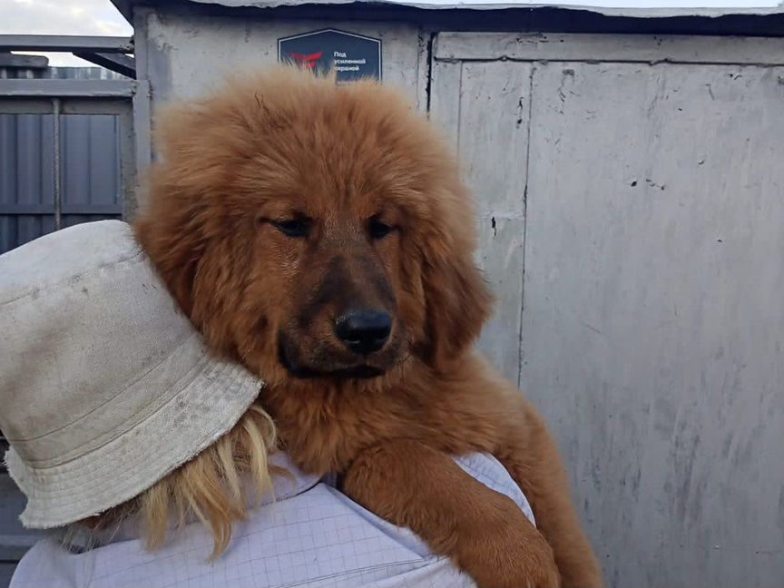 Тибетский Мастиф щенки