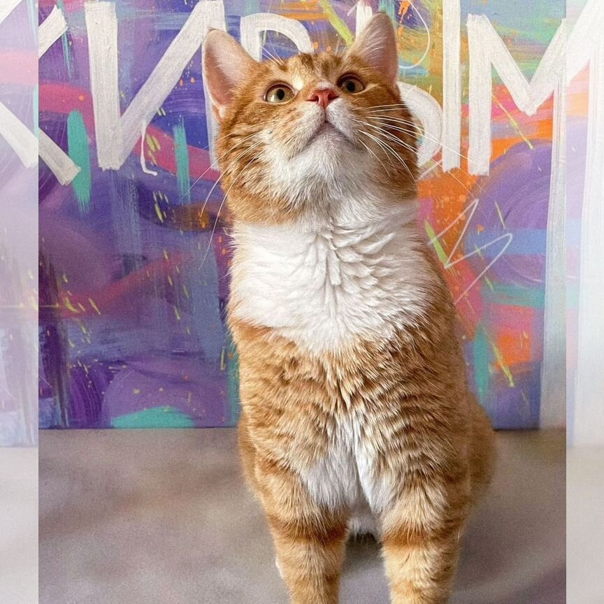 Котик Манго
